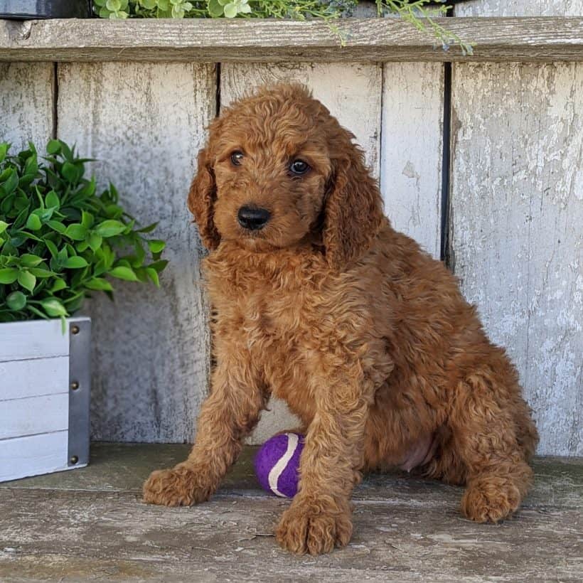 Goldendoodle (Standard) – Puppies from PA