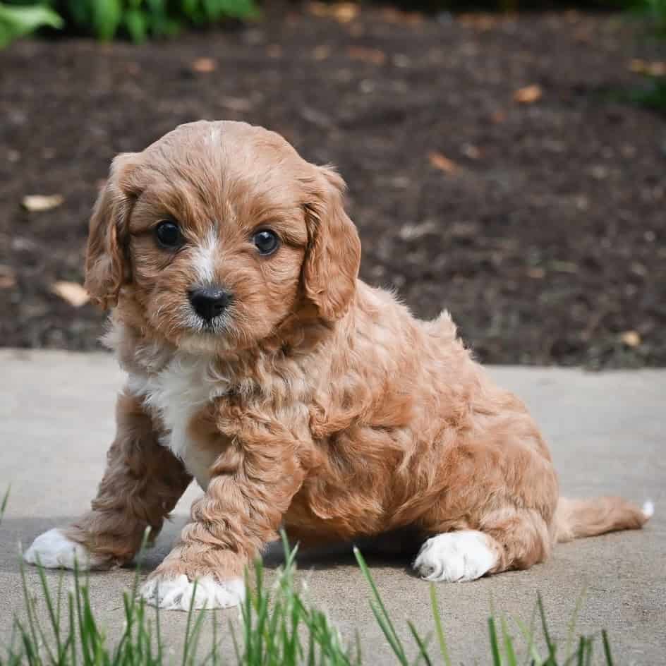 Cavapoo – Puppies from PA