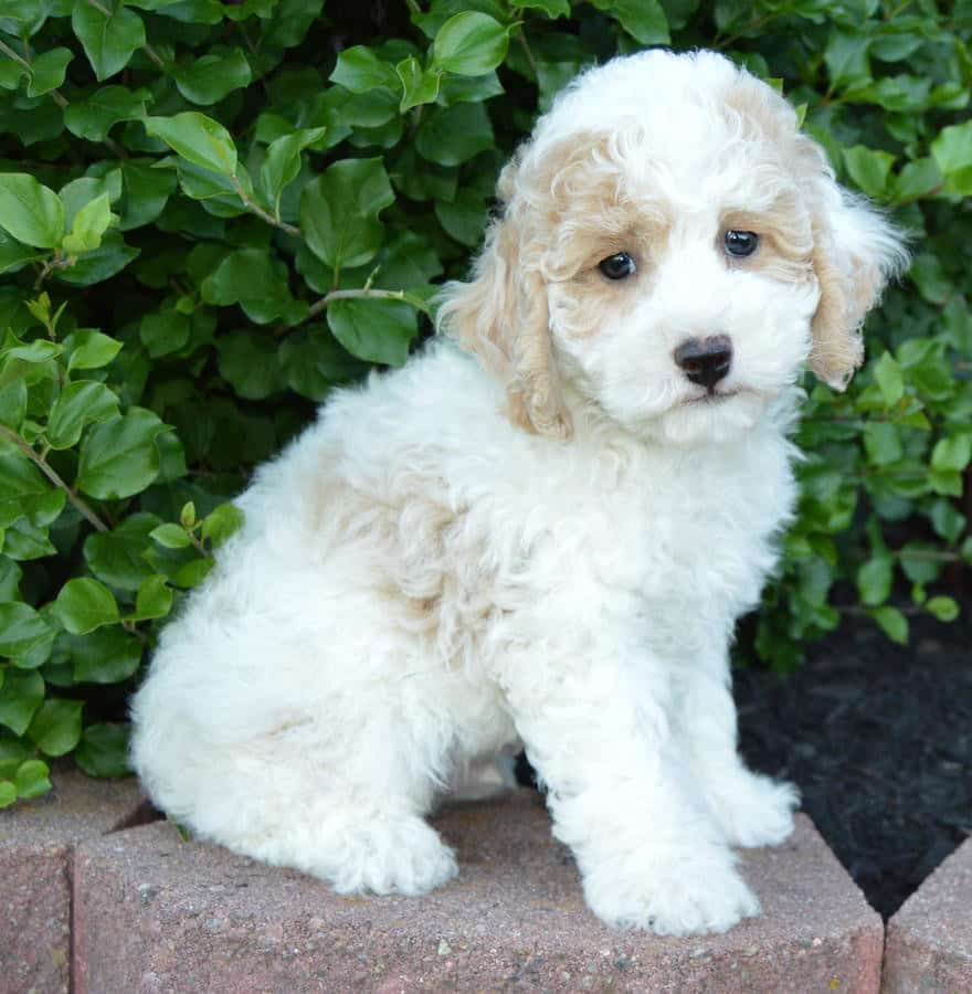 Cockapoo – Puppies from PA