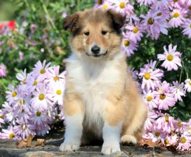 Collie – Puppies from PA