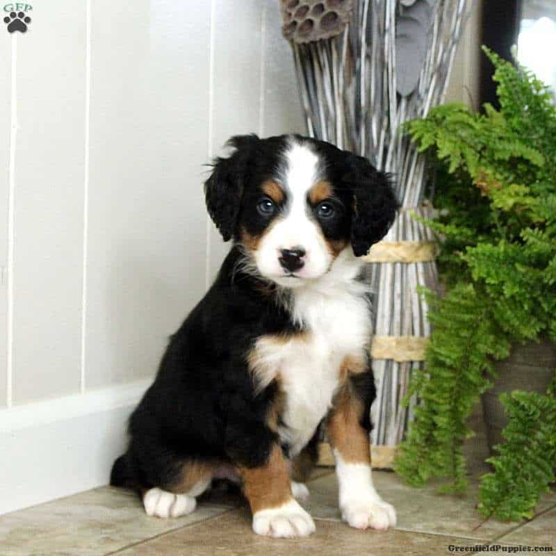 Bernese Mountain Dog, Mini (Bernalier) – Puppies from PA