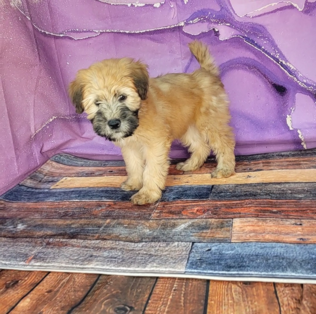 Winnie (Female) – Puppies from PA