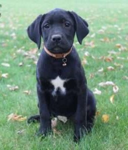 Boxer/Lab Mix – Puppies from PA
