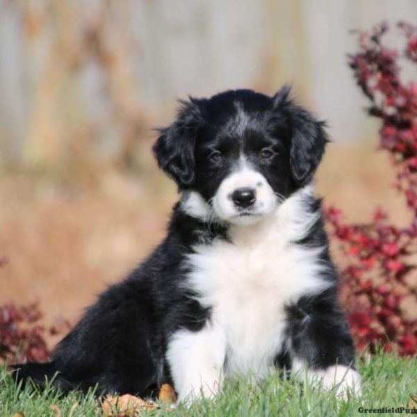 Border Collie/Sheltie Mix – Puppies from PA