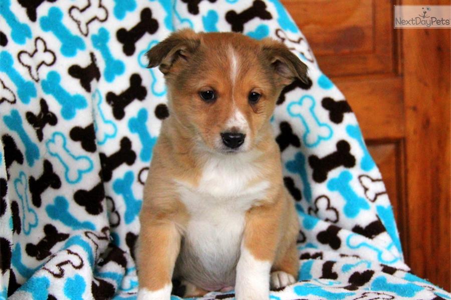 Shetland Sheepdog Mix – Puppies from PA