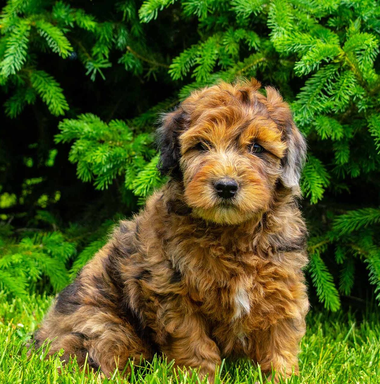 Woodle – Puppies from PA