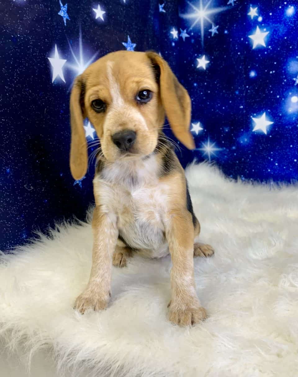 Bella (Female) Beagle – Puppies from PA