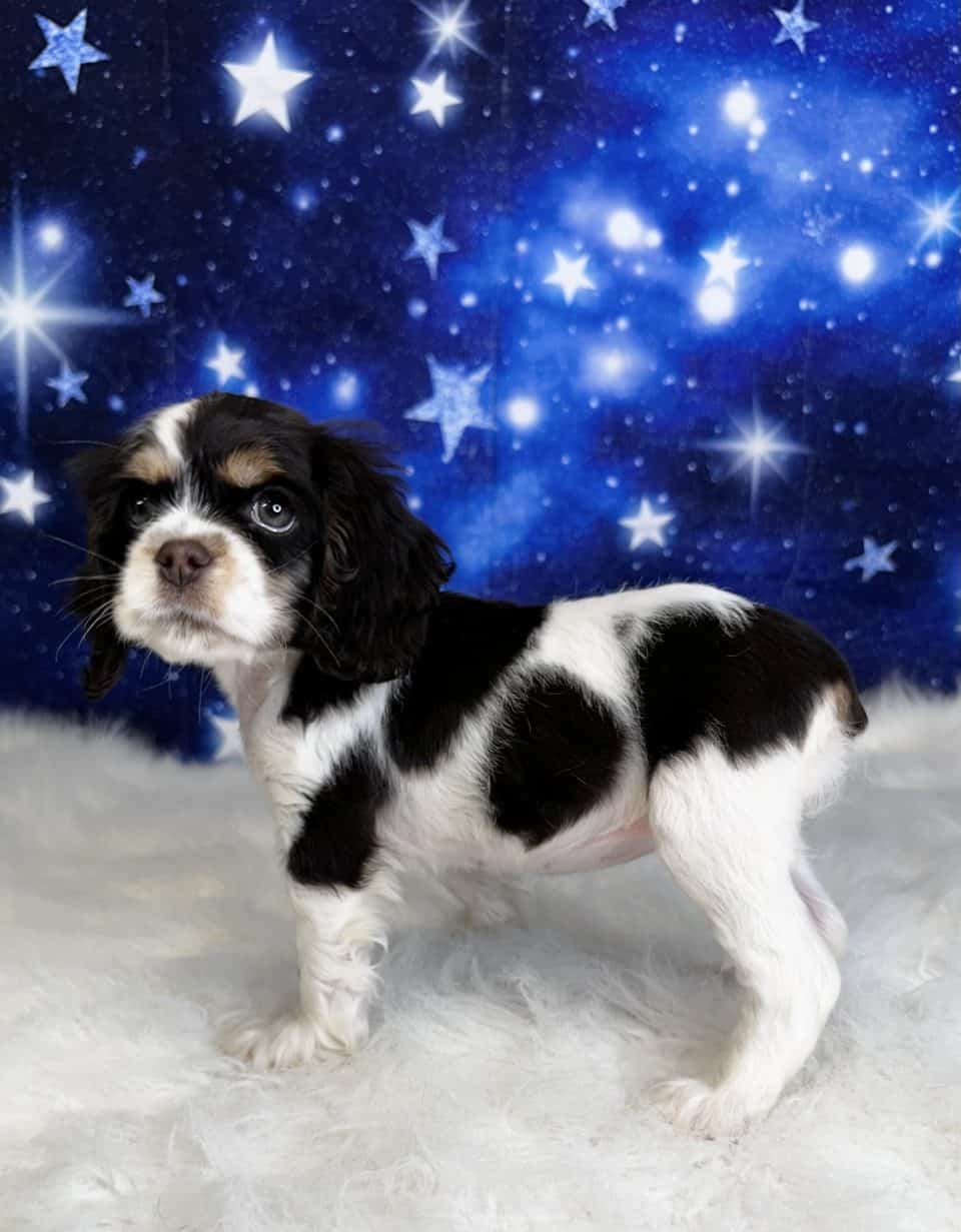 Camila (Female) Cocker Spaniel – Puppies from PA