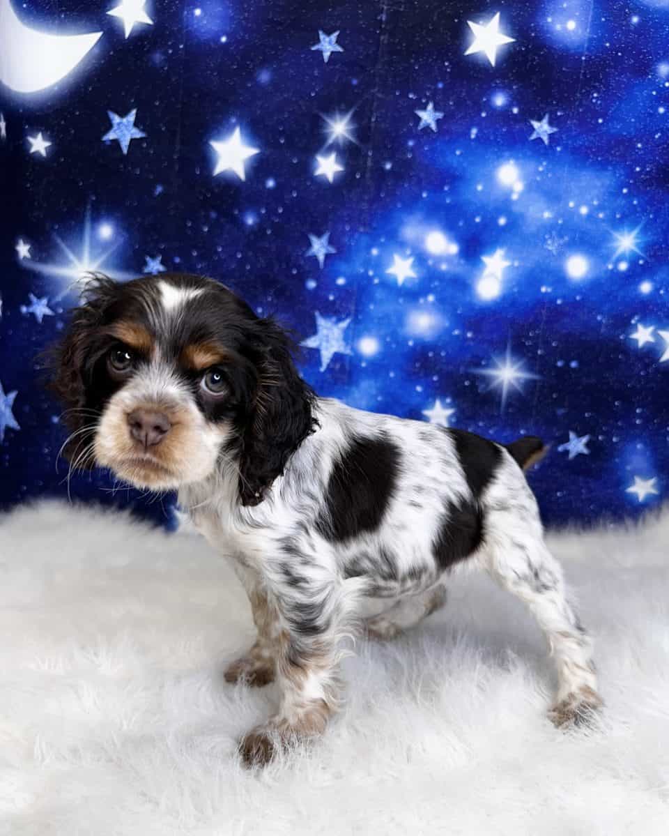 Celeste (Female) Cocker Spaniel – Puppies from PA