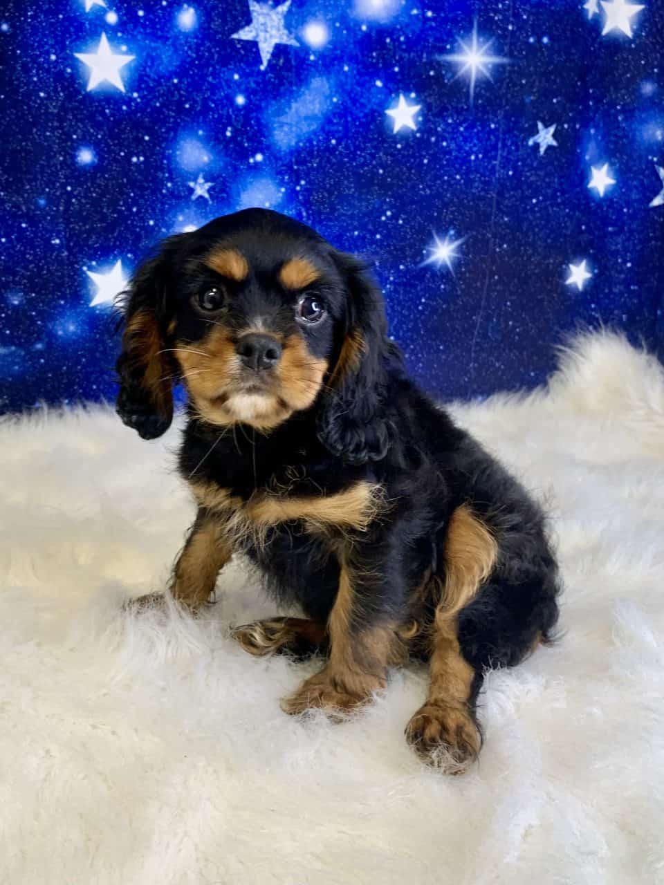 Charlie (Male#4) Cavalier King Charles Spaniel – Puppies from PA