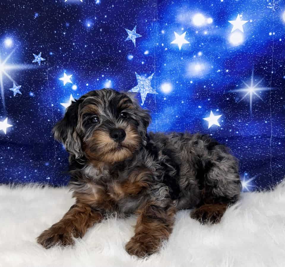 Garth (Male) Miniature Goldendoodle *Hybrid – Puppies from PA