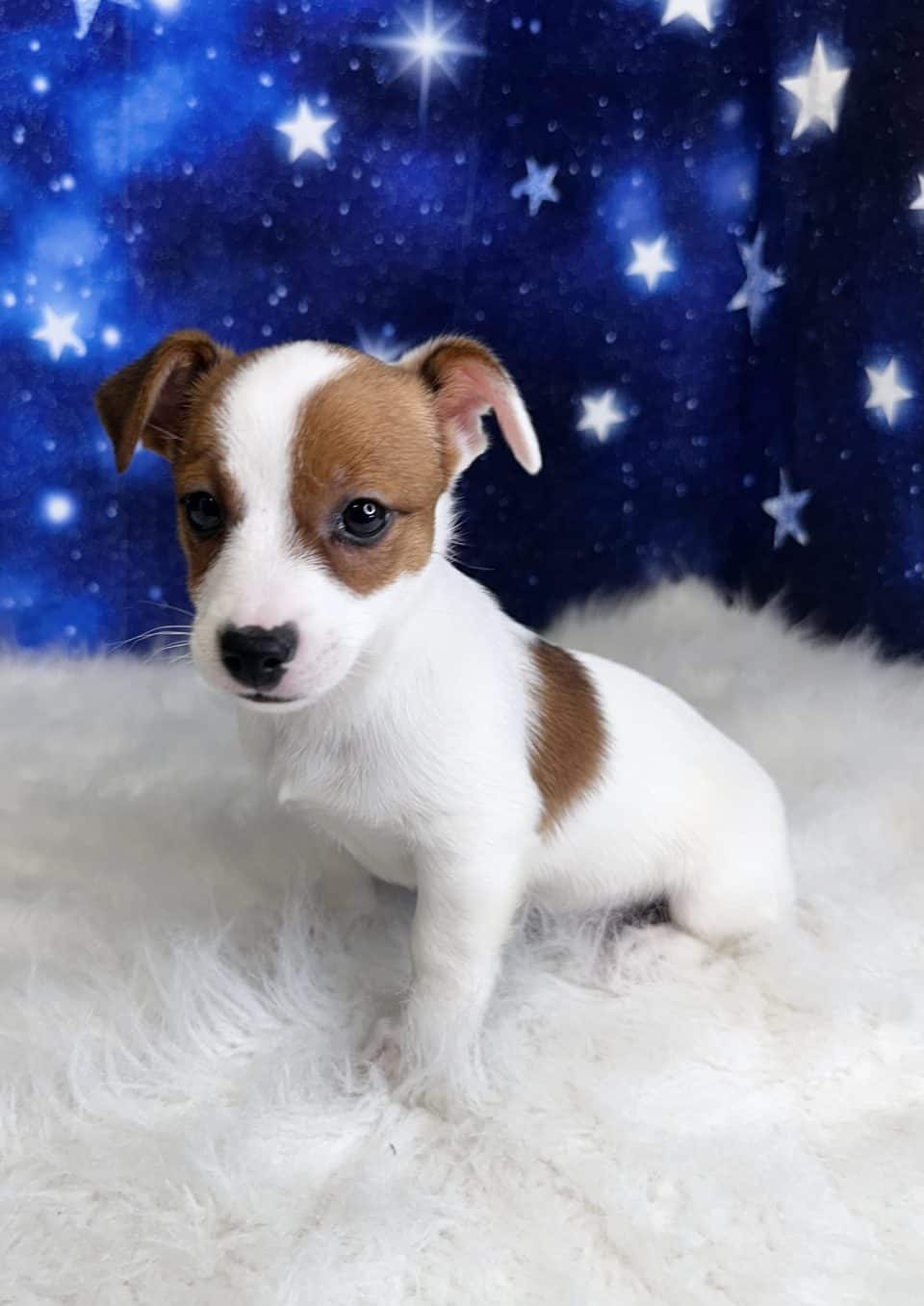 Jackie (Female#1) Jack Russell – Puppies from PA