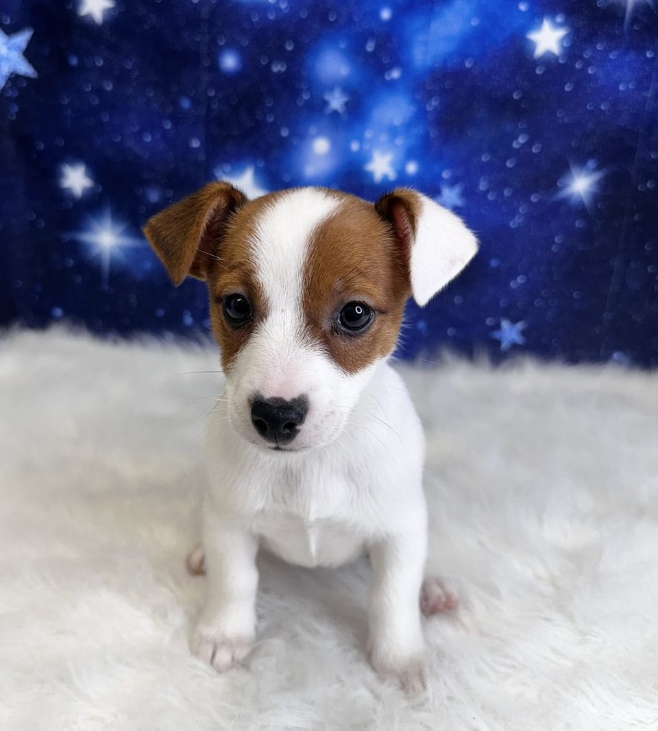 Jackie (Female#1) Jack Russell – Puppies from PA