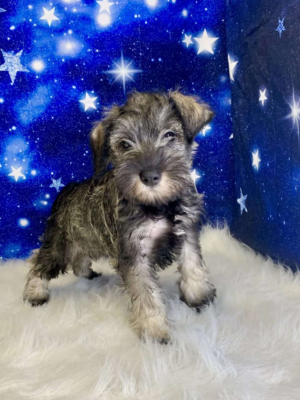 Summer (Female) Miniature Schnauzer – Puppies from PA