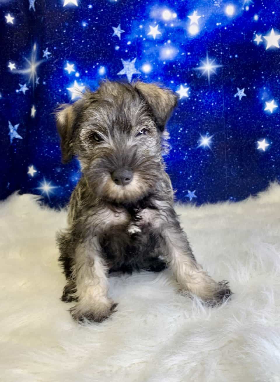 Summer (Female) Miniature Schnauzer – Puppies from PA