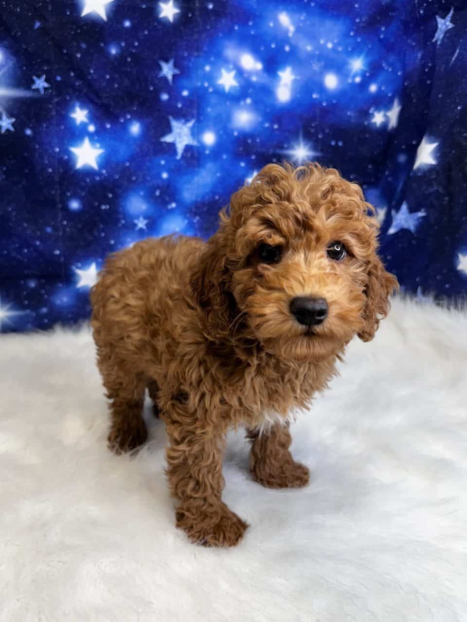 Pedro (Male) Miniature Poodle – Puppies from PA