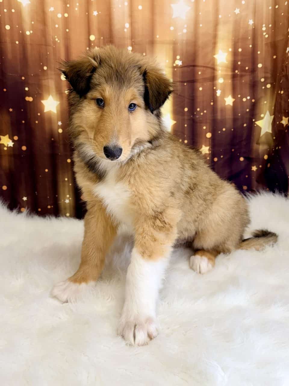 Cain (Male) Collie – Puppies from PA