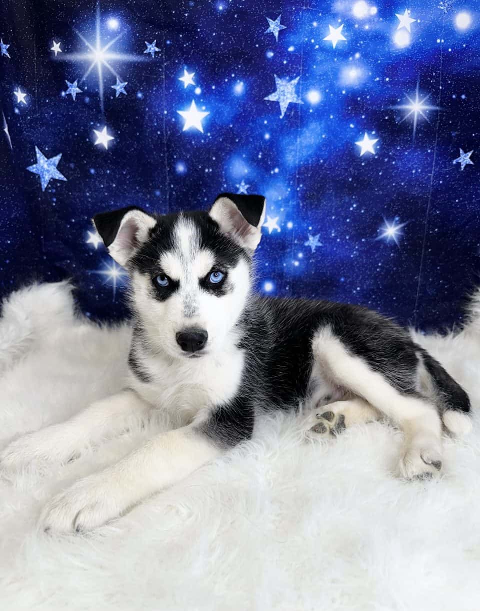 Seamus (Male) Siberian Husky – Puppies from PA
