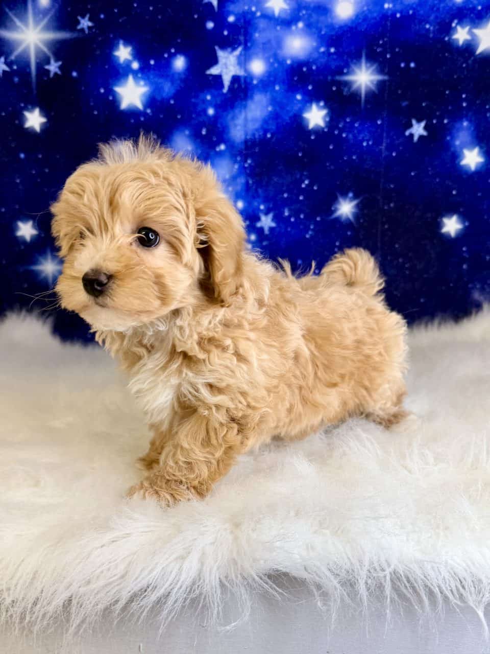 Harper (Female) Havapoo – Puppies from PA