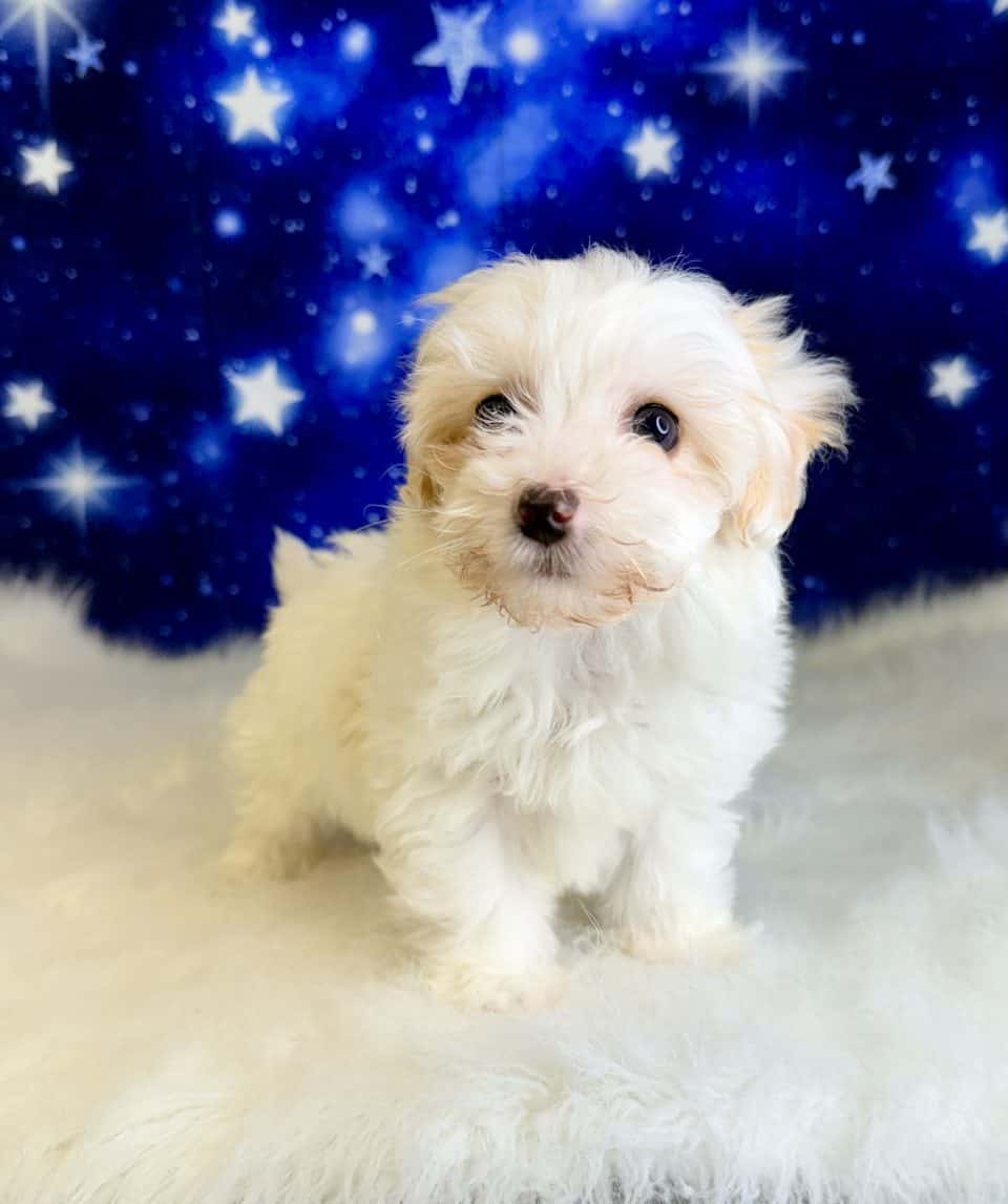 Hazel (Female) Havapoo – Puppies from PA