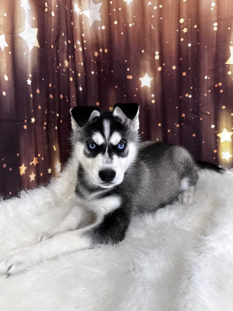 Santana (Male) Siberian Husky – Puppies from PA
