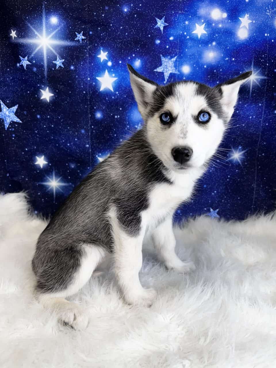 Sloane (Female) Siberian Husky – Puppies from PA